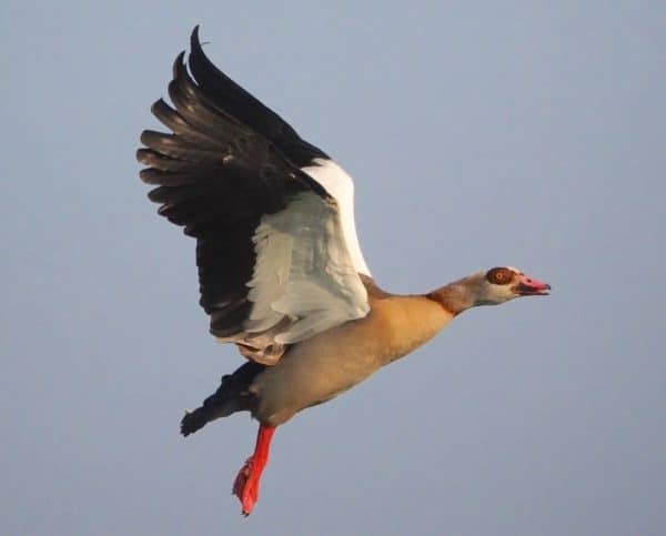 Egyptian Goose - British Waterfowl Association Species account for the ...