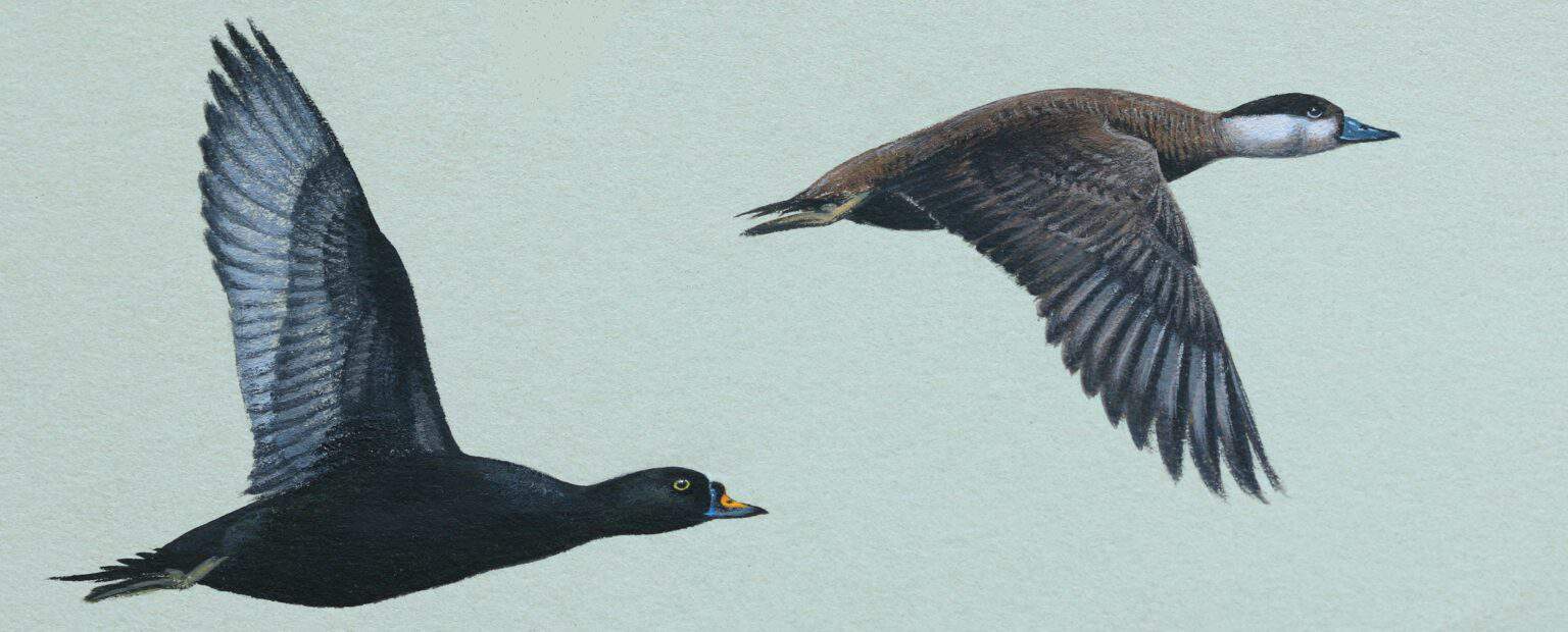 Common Scoter - British Waterfowl Association
