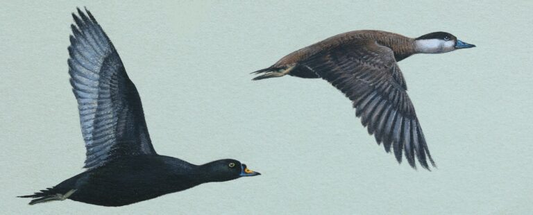 Common Scoter - British Waterfowl Association