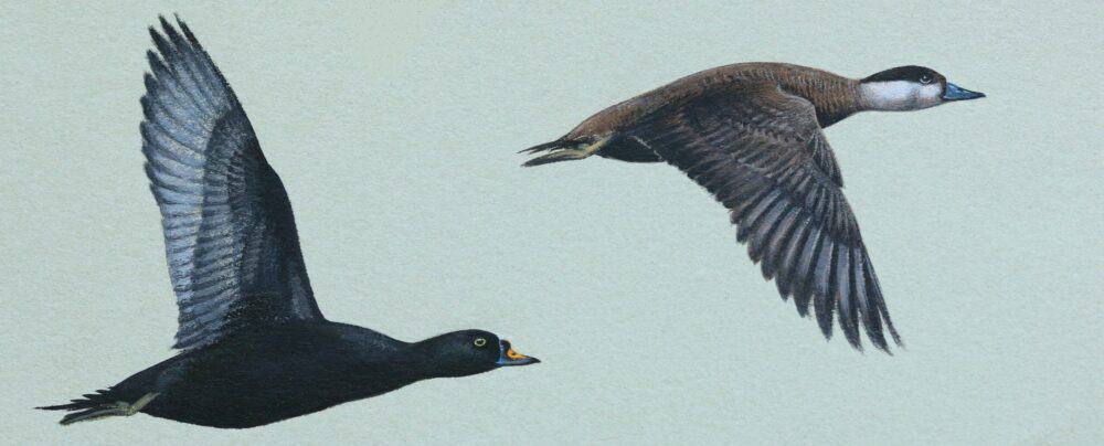 Common Scoter - British Waterfowl Association