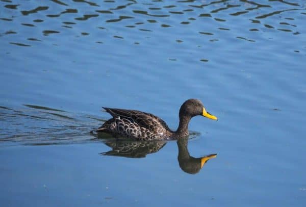 Yellow-billed Duck - British Waterfowl Association