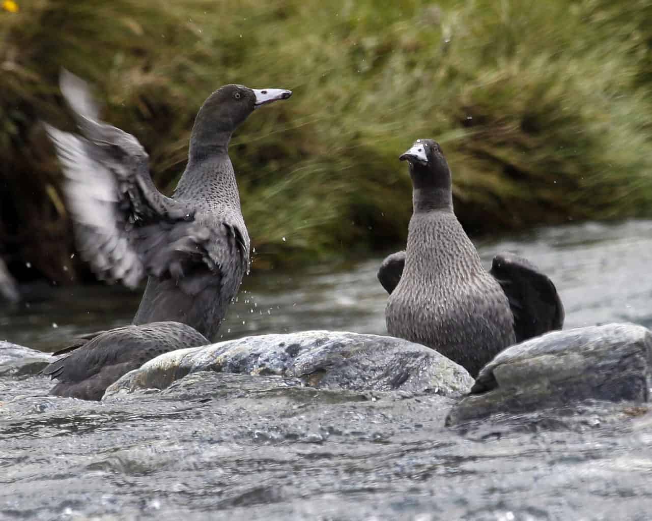 Blue Duck - British Waterfowl Association