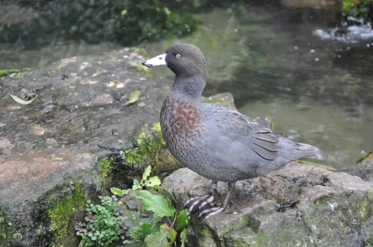 Blue Duck - British Waterfowl Association
