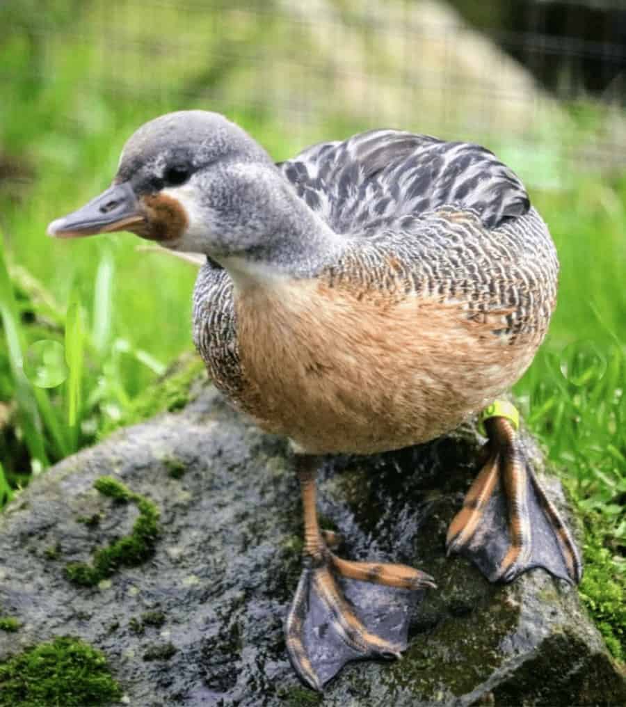 Torrent Duck - British Waterfowl Association