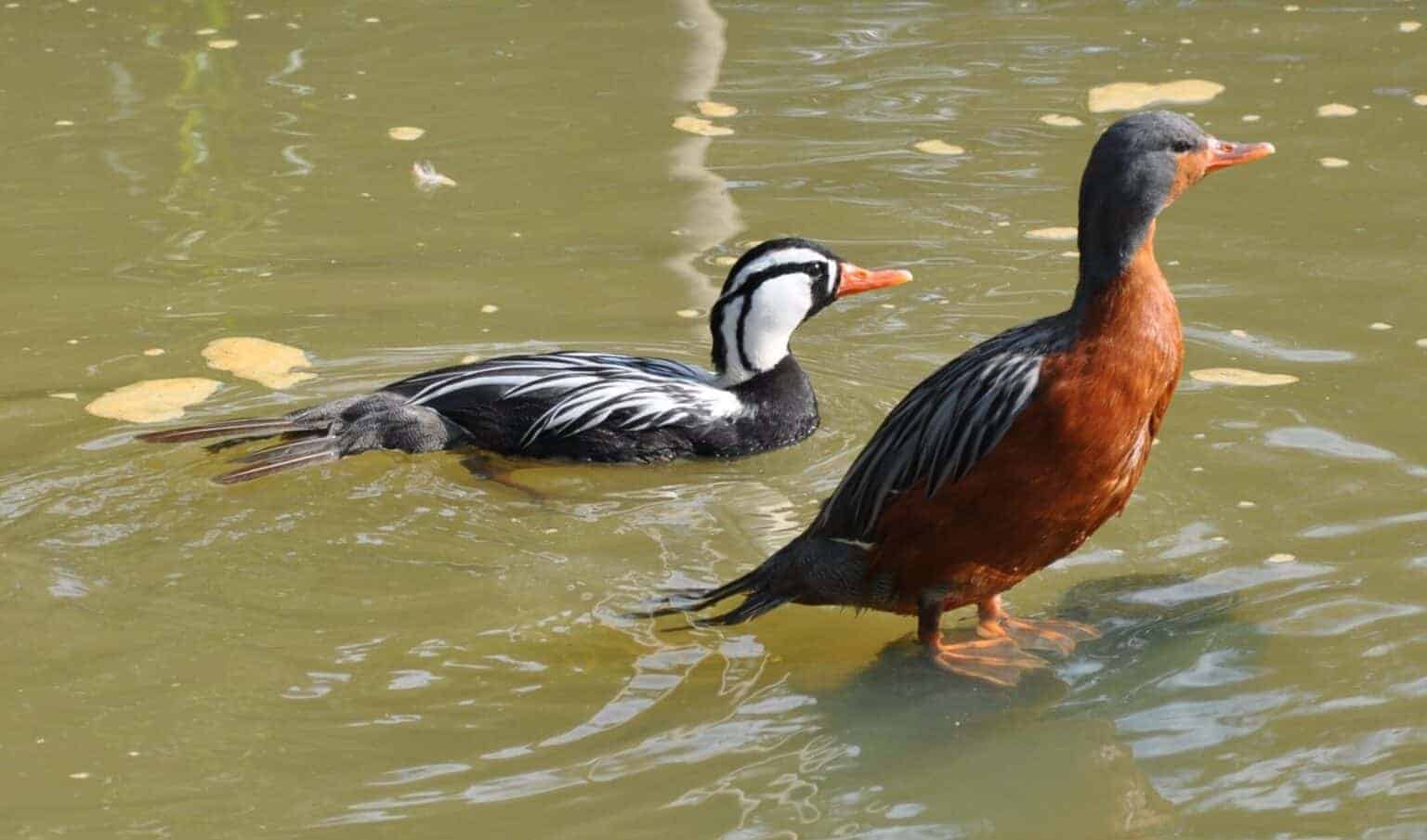 Torrent Duck - British Waterfowl Association