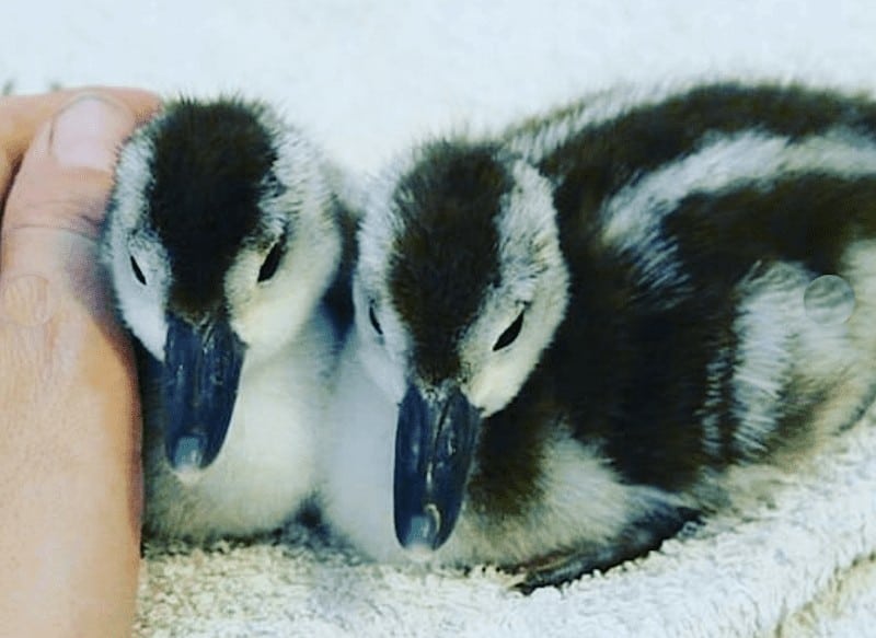 Torrent Duck - British Waterfowl Association