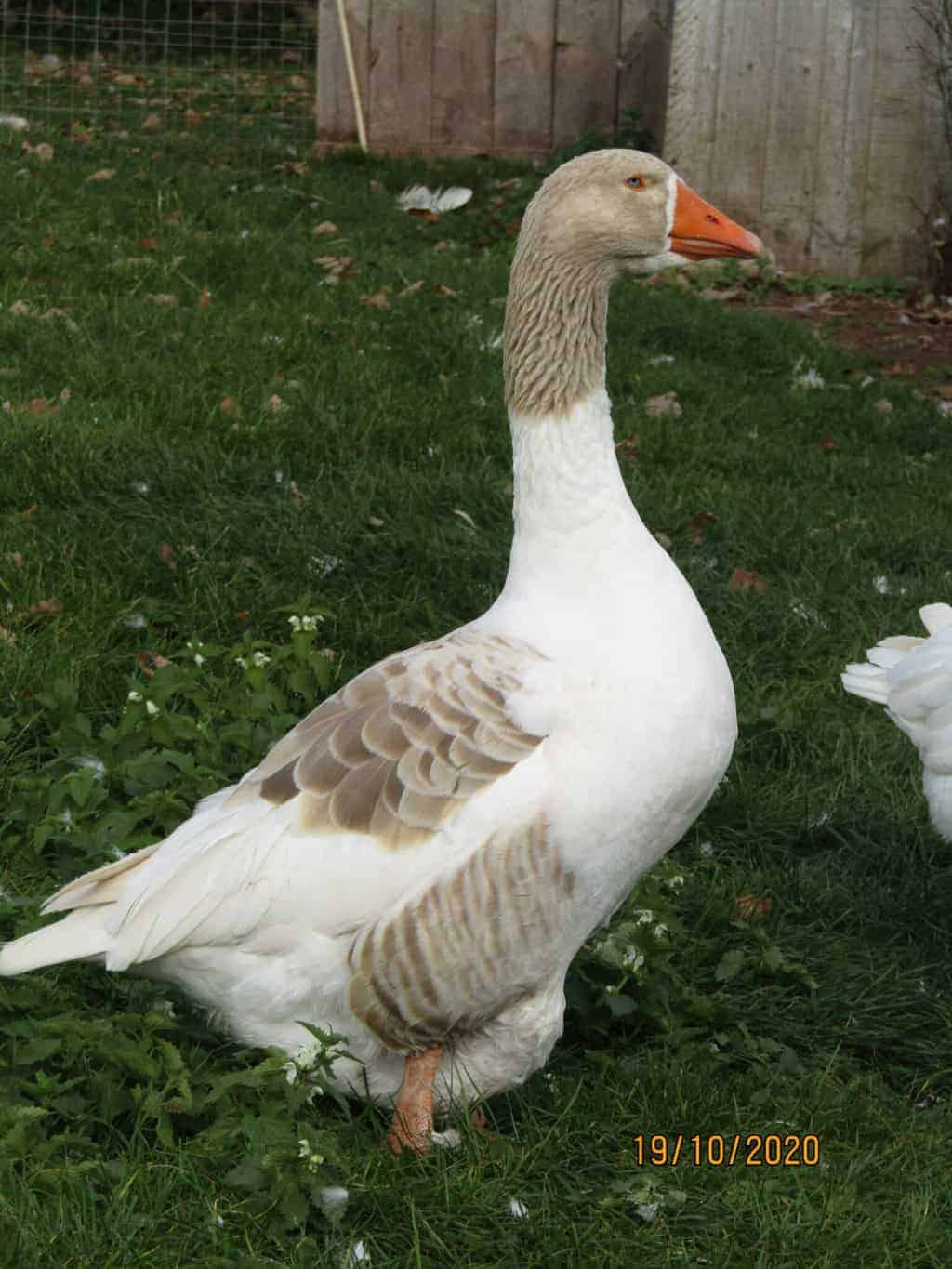 Buff Back and Grey Back Goose - British Waterfowl Association