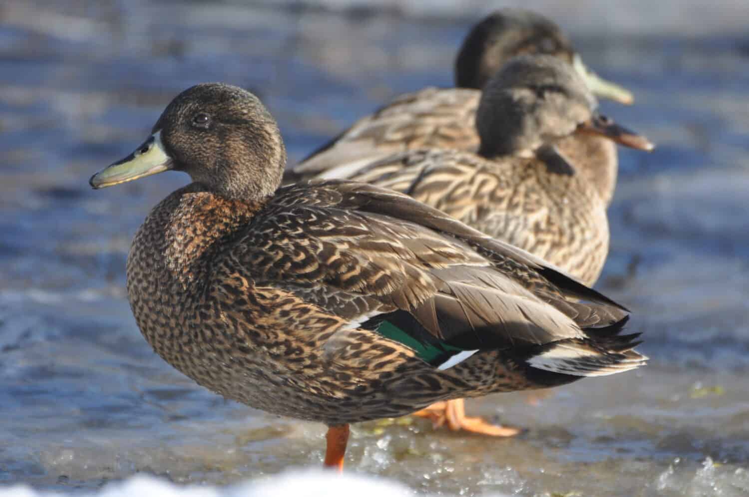 Hawaiian Duck - British Waterfowl Association