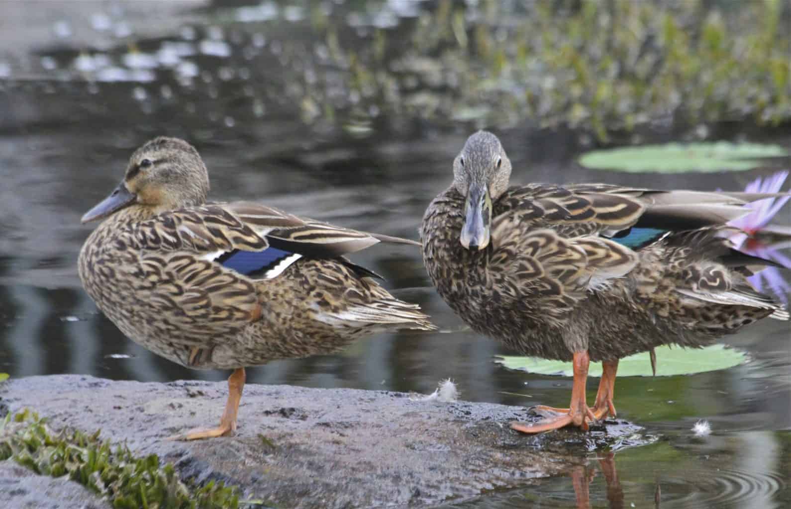 Hawaiian Duck - British Waterfowl Association
