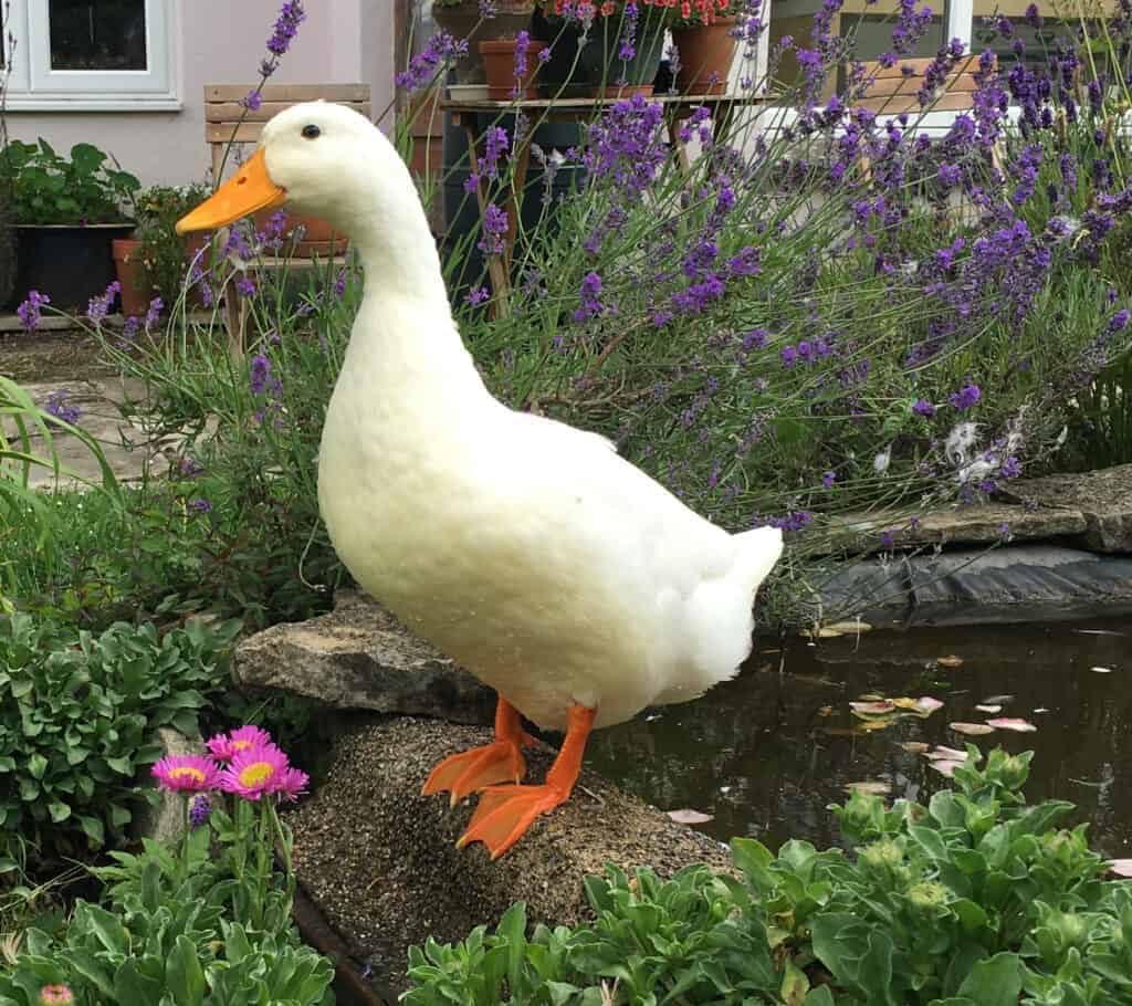 Waterfowl on the Web 2022 entry pack - British Waterfowl Association