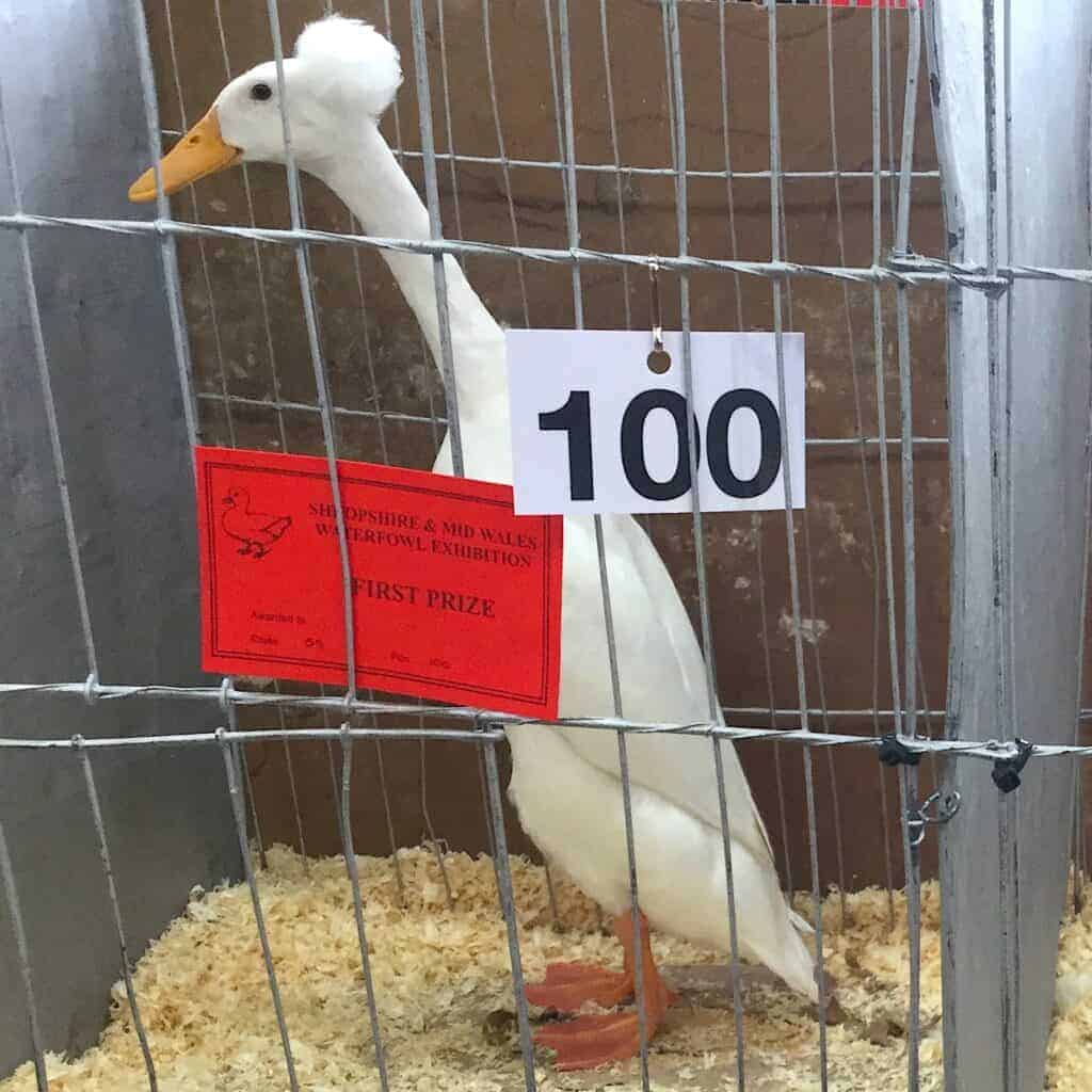 Light Ducks - British Waterfowl Association