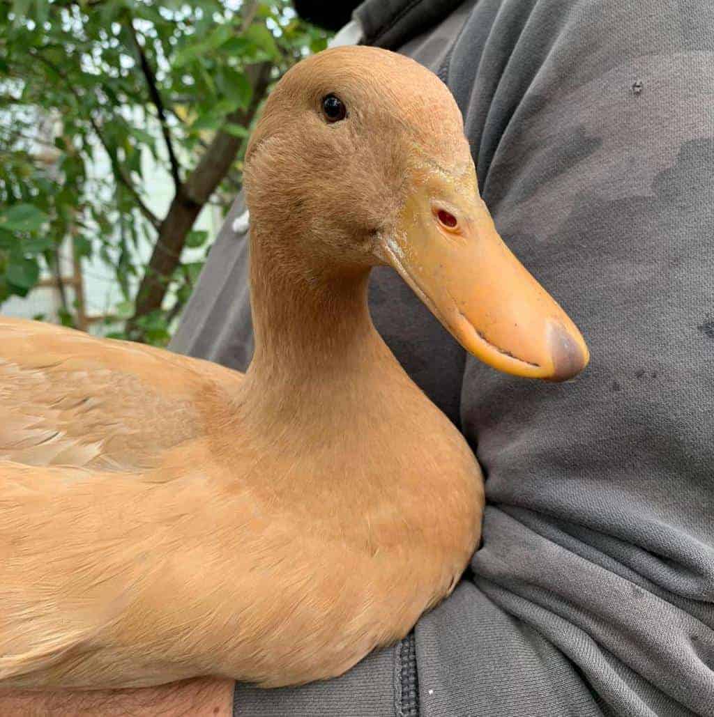 Champion Waterfowl 2020 - British Waterfowl Association