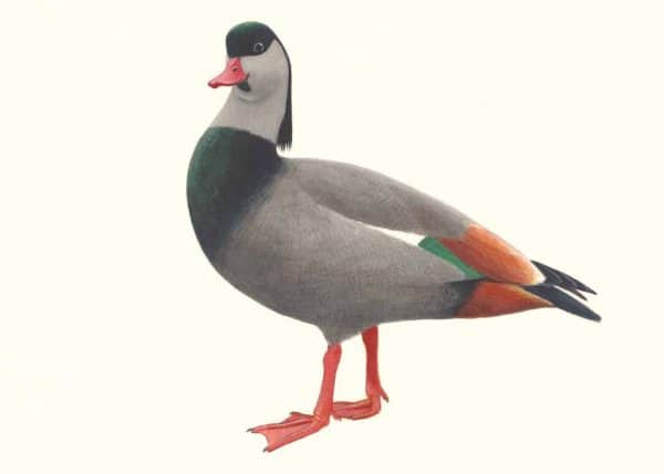 Crested Shelduck - British Waterfowl Association