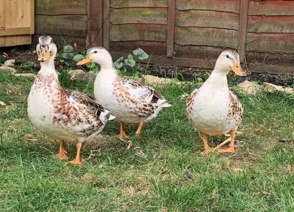 Miniature Silver Appleyard - British Waterfowl Association