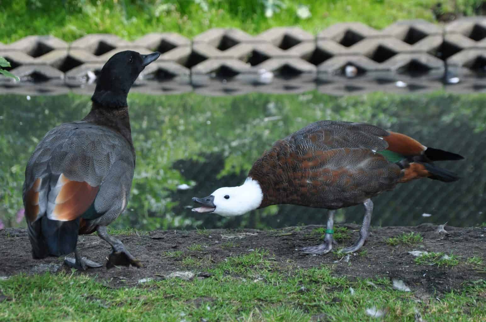 Paradise Shelduck - British Waterfowl Association