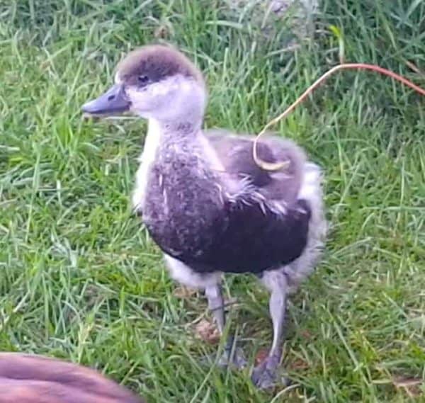 Paradise Shelduck - British Waterfowl Association