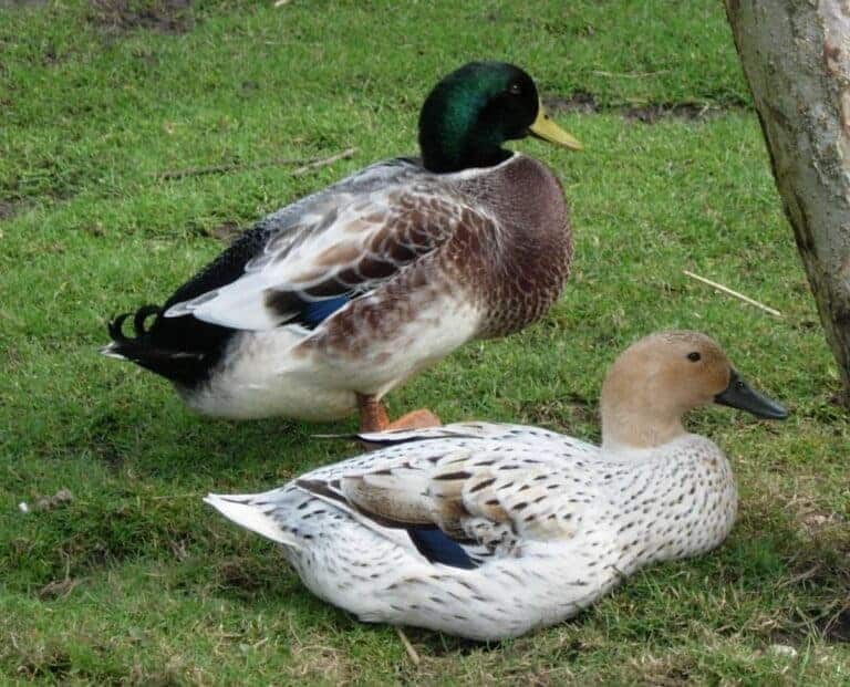 Abacot Ranger - British Waterfowl Association