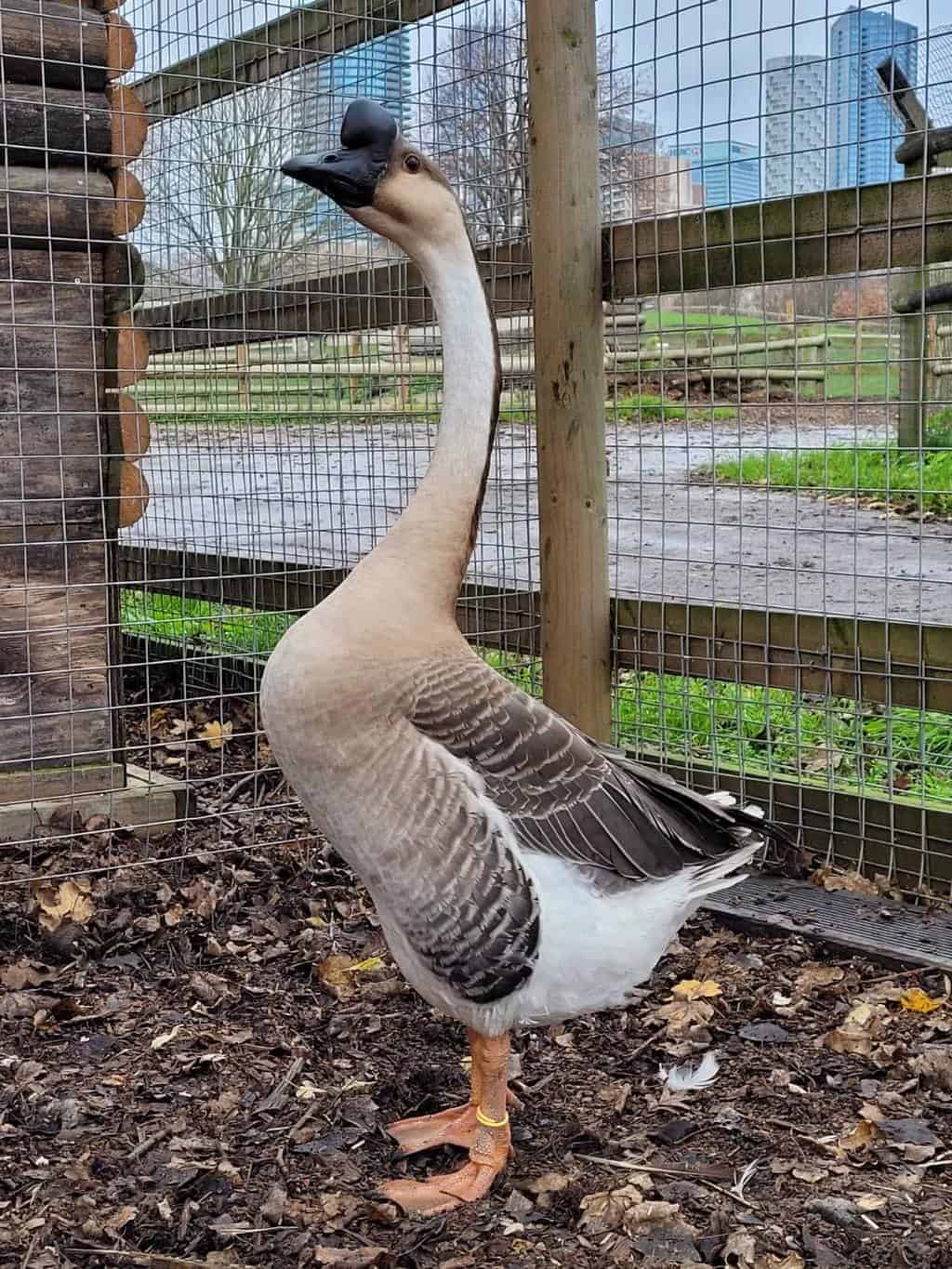 Chinese Goose - British Waterfowl Association