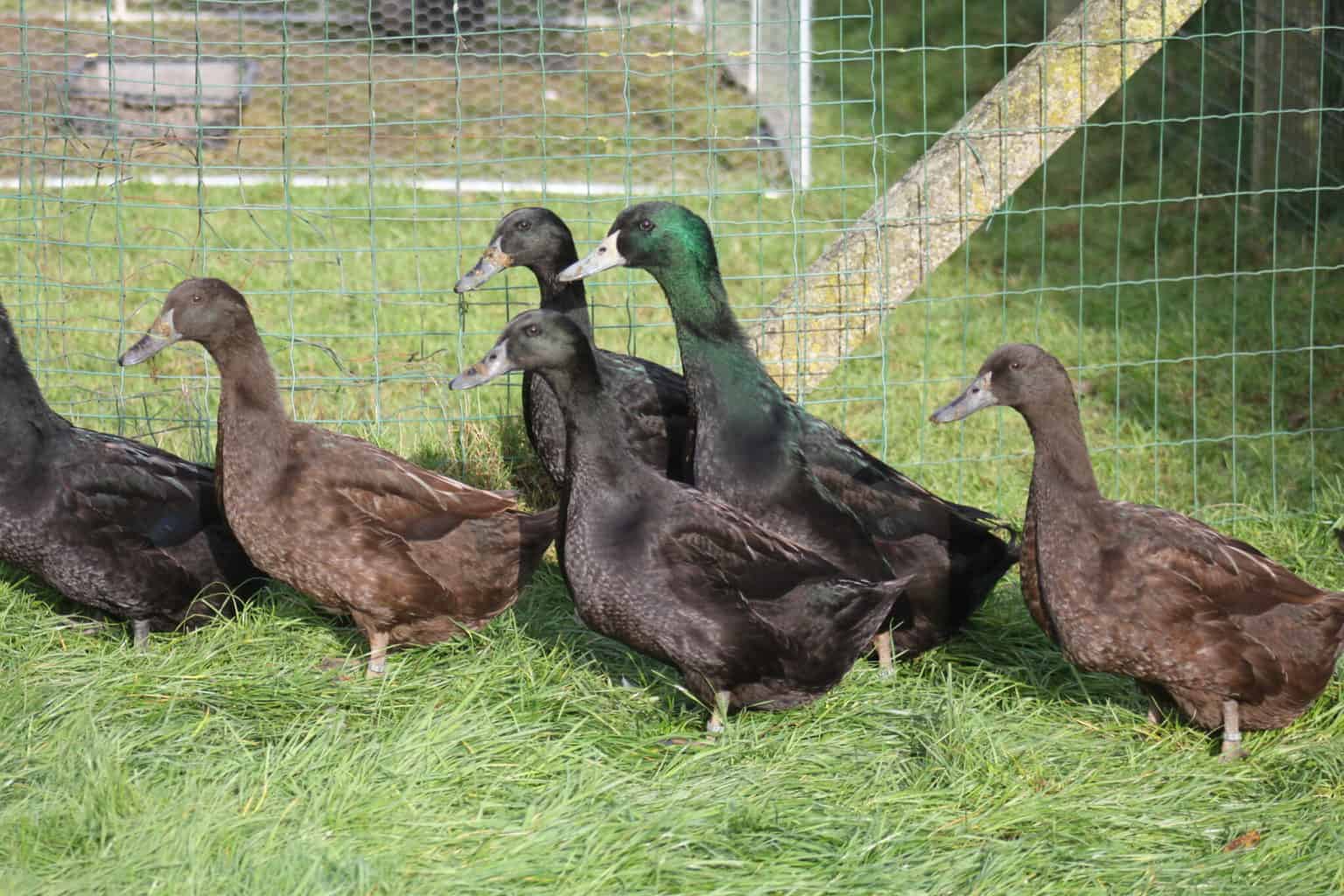Forest Ducks - British Waterfowl Association