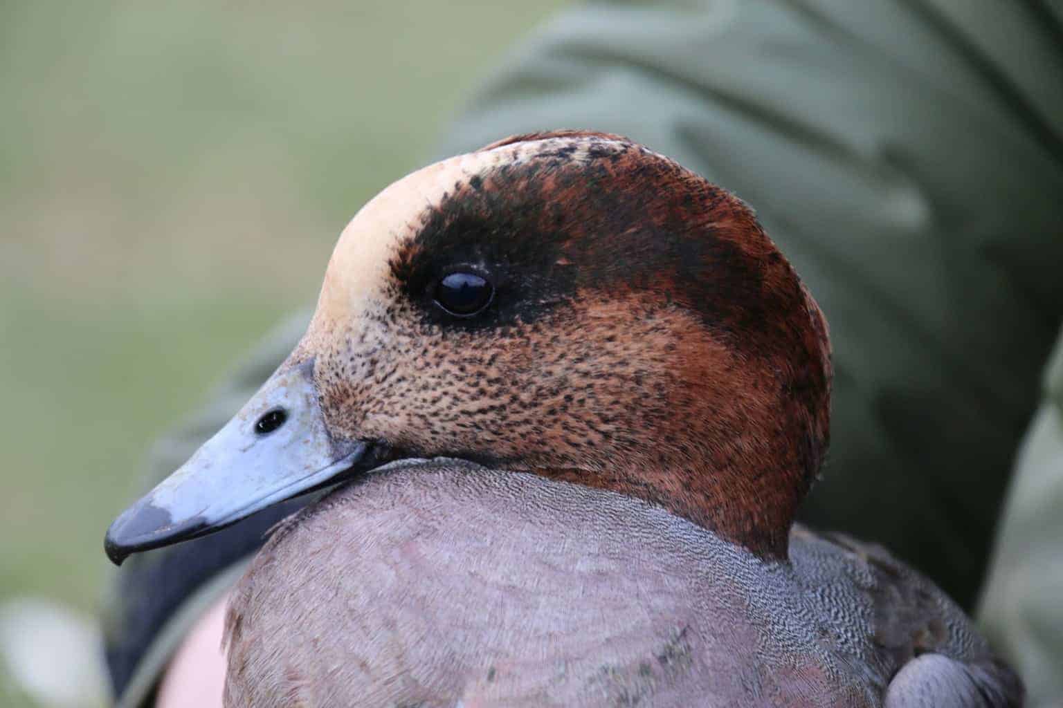 American Wigeon - British Waterfowl Association
