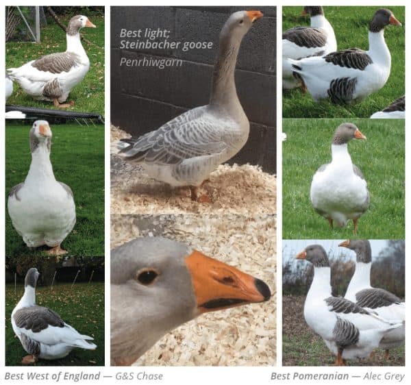 Did you enjoy our online show? Here's another one! - British Waterfowl ...