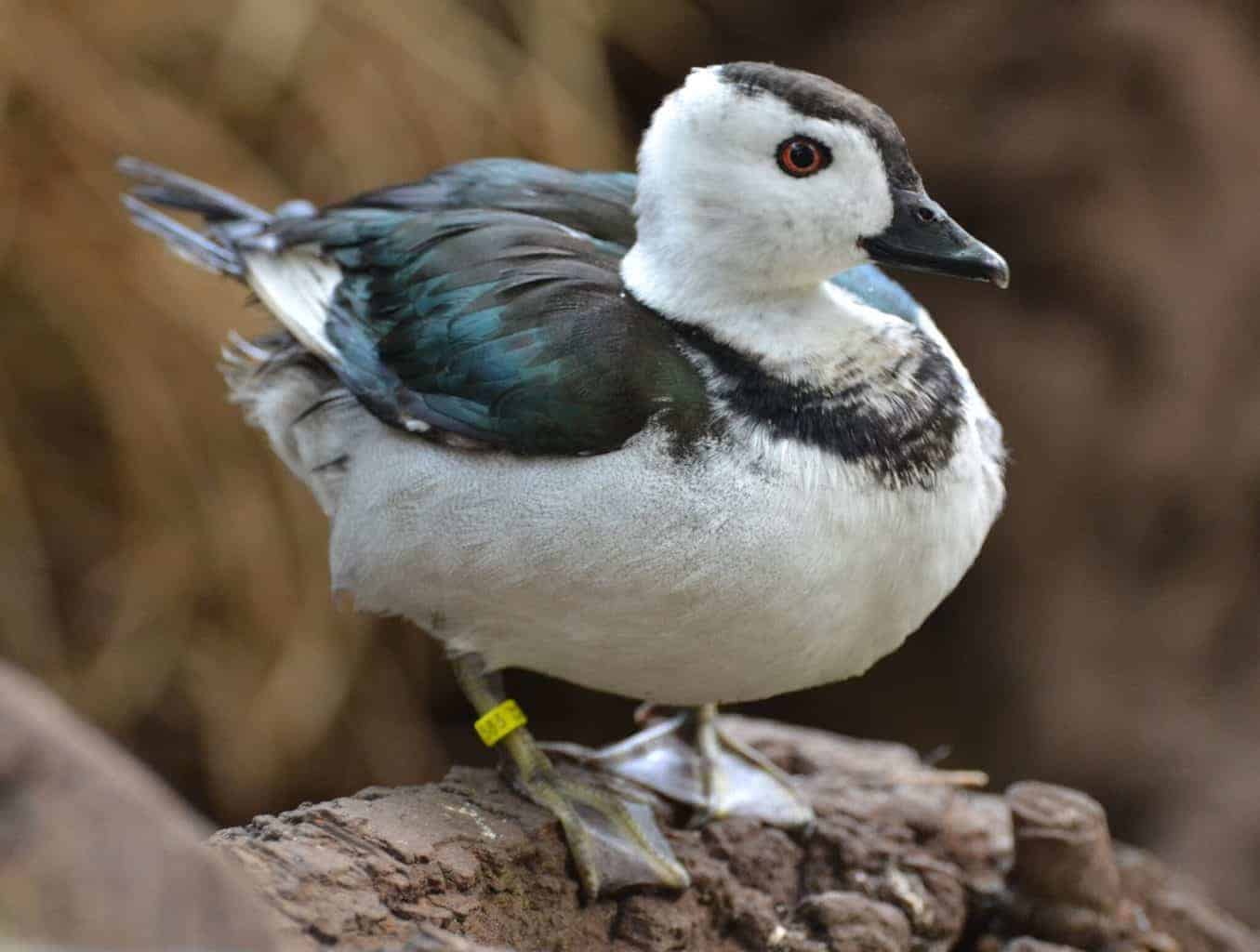 Cotton Pygmy Goose - British Waterfowl Association