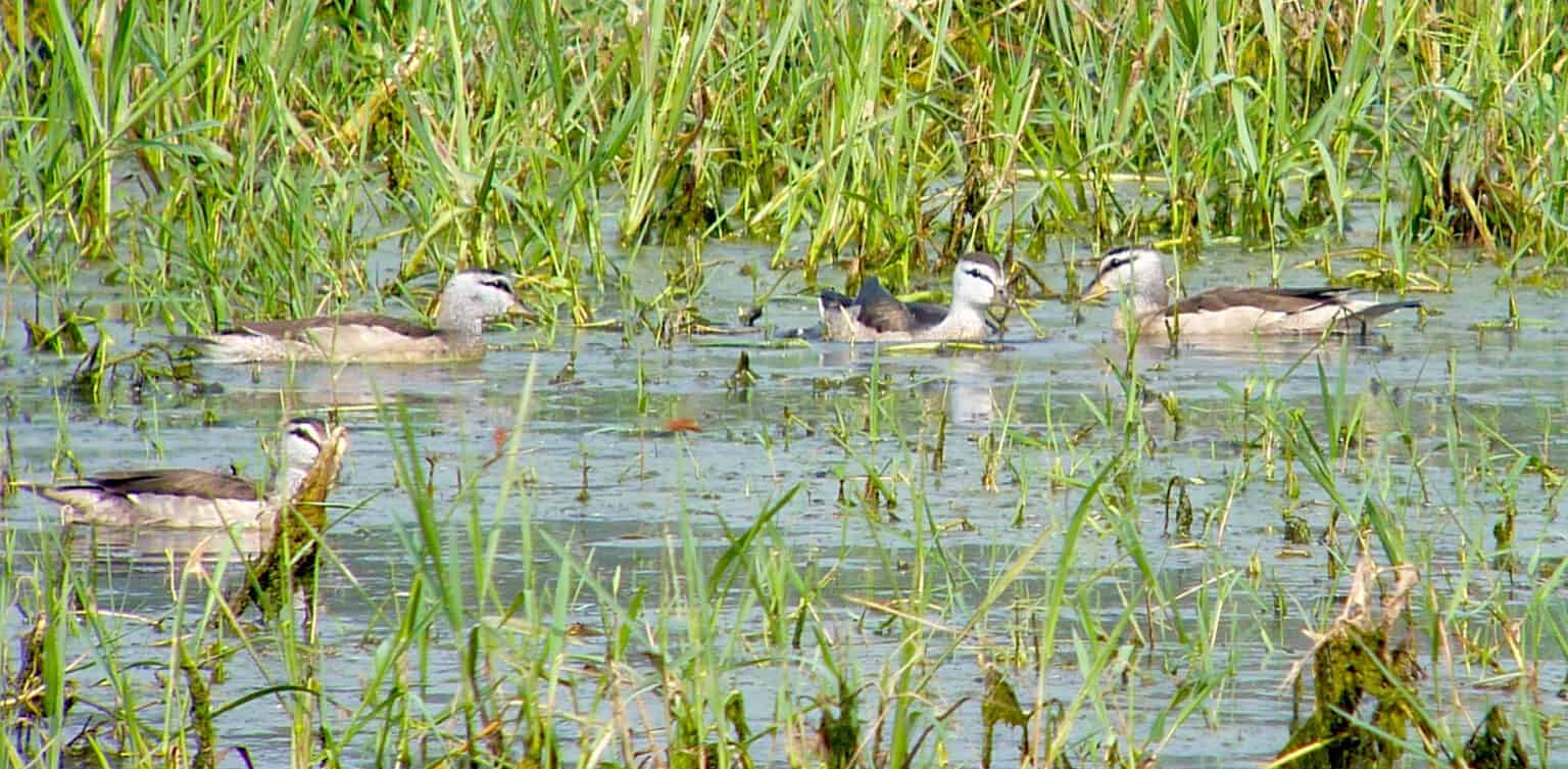 Cotton Pygmy Goose - British Waterfowl Association