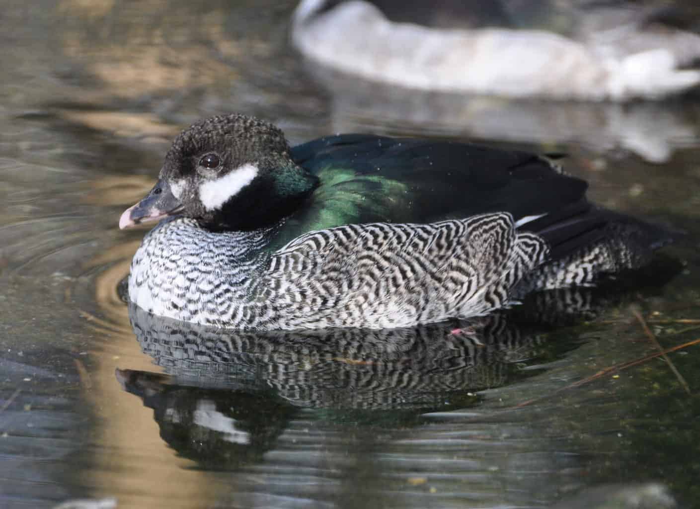 Green Pygmy Goose - British Waterfowl Association