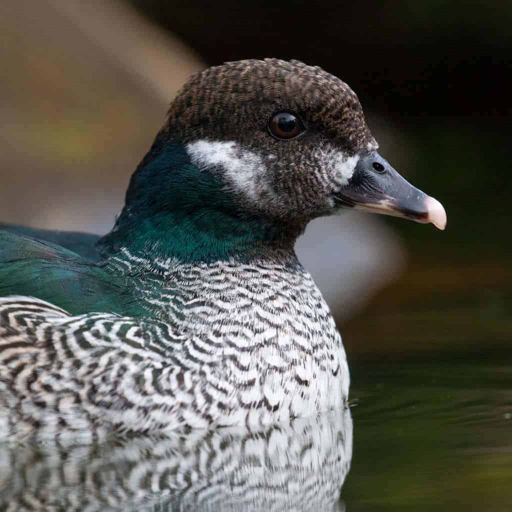 Green Pygmy Goose - British Waterfowl Association