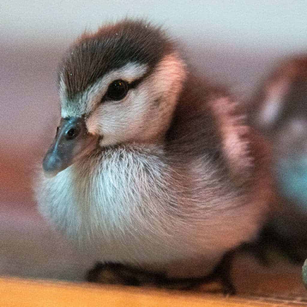 Green Pygmy Goose - British Waterfowl Association