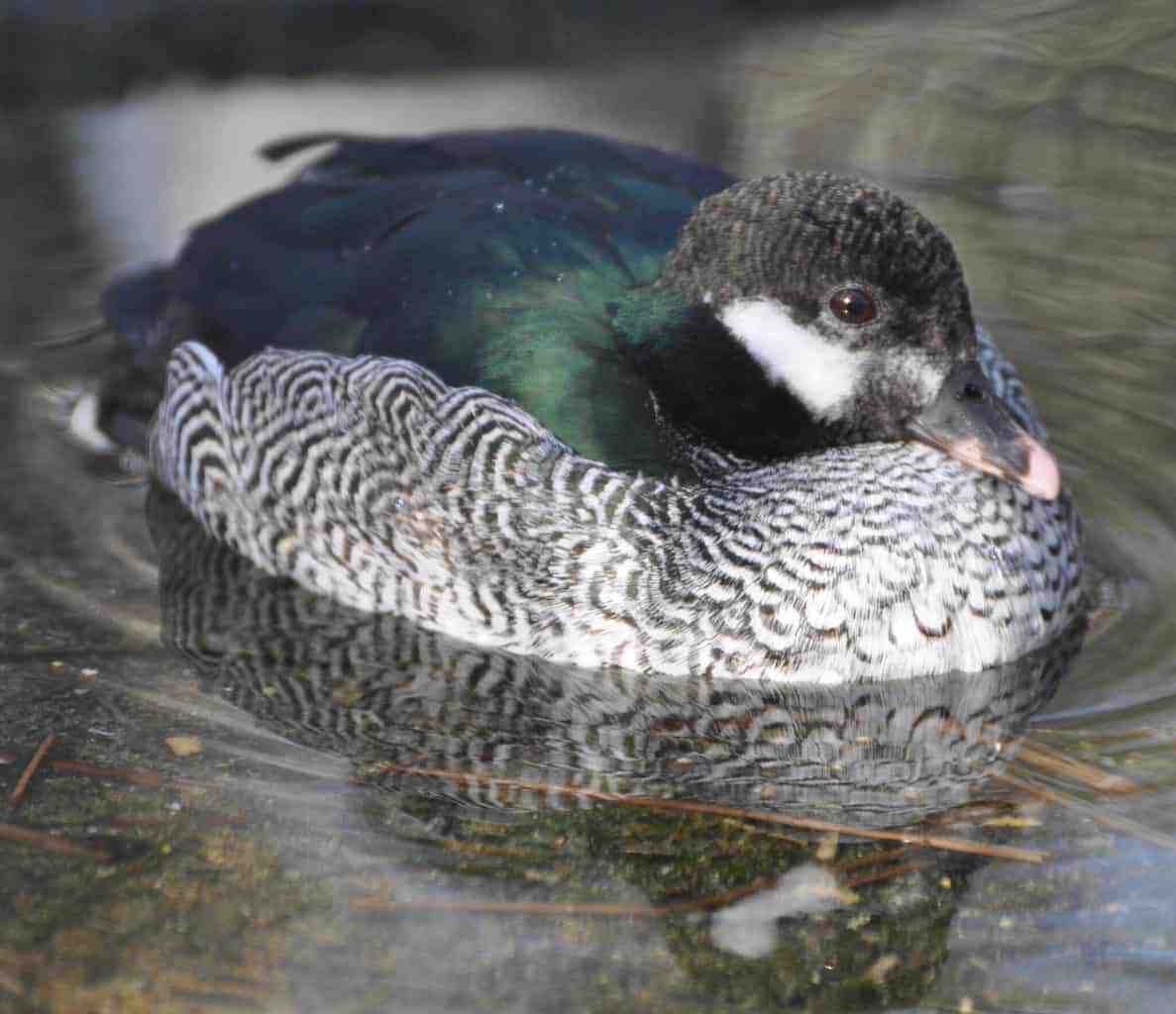 Green Pygmy Goose - British Waterfowl Association