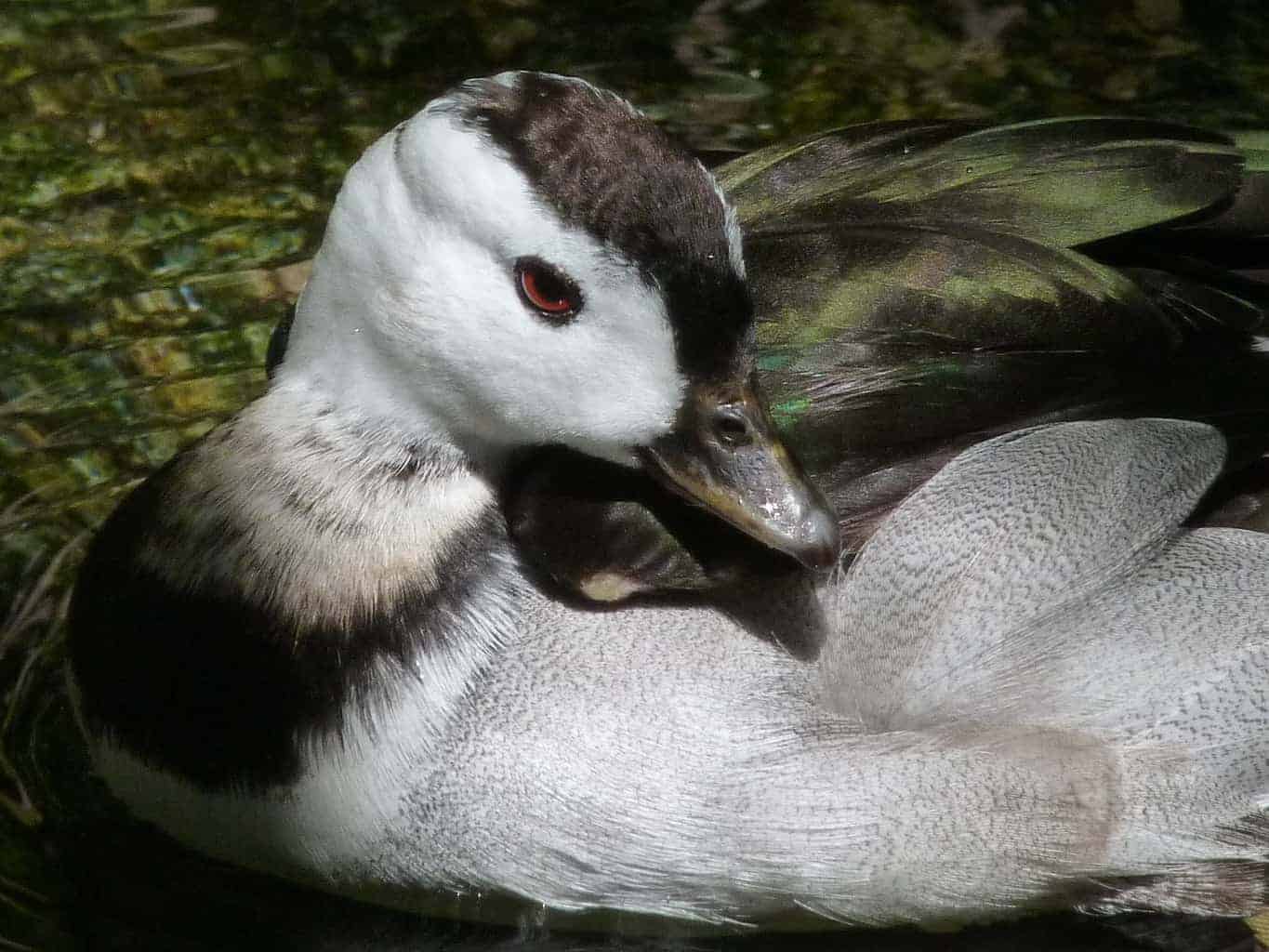 Cotton Pygmy Goose - British Waterfowl Association