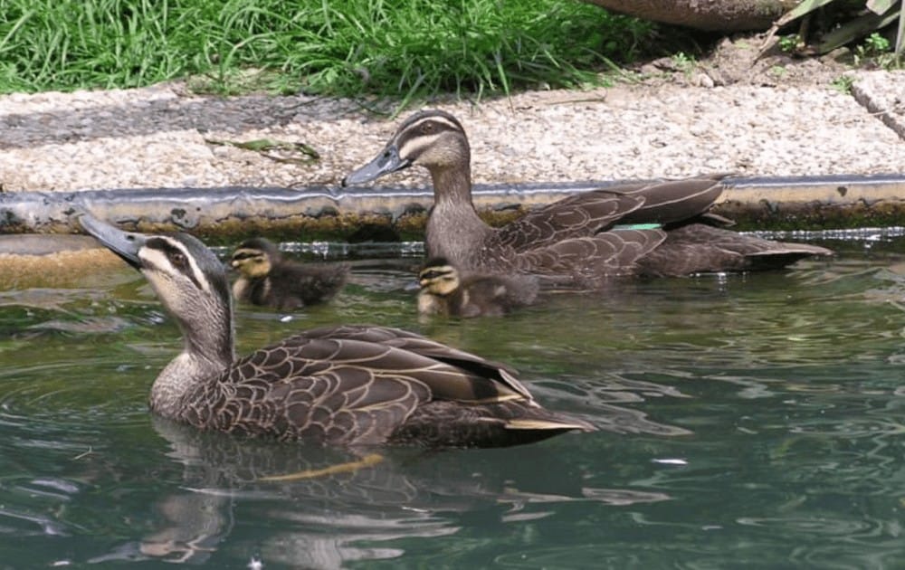 Pacific Black Duck - British Waterfowl Association