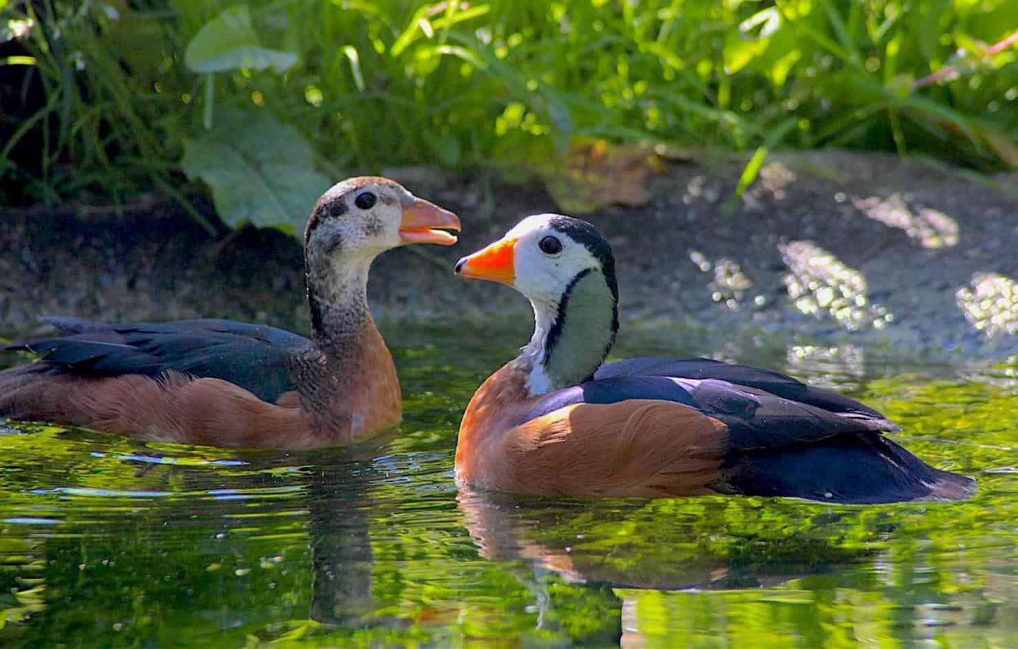 African Pygmy Goose - British Waterfowl Association