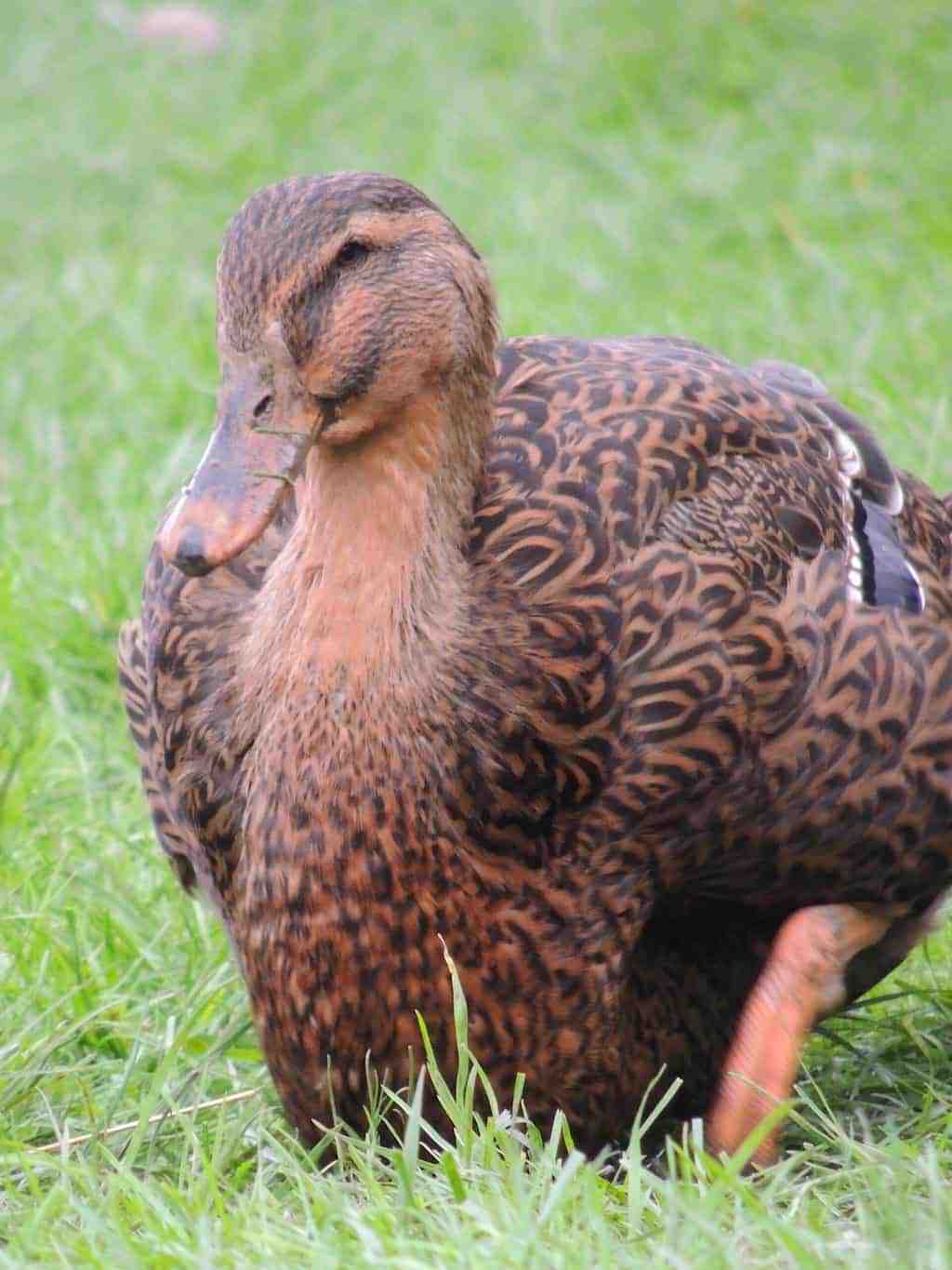 Rouen - British Waterfowl Association