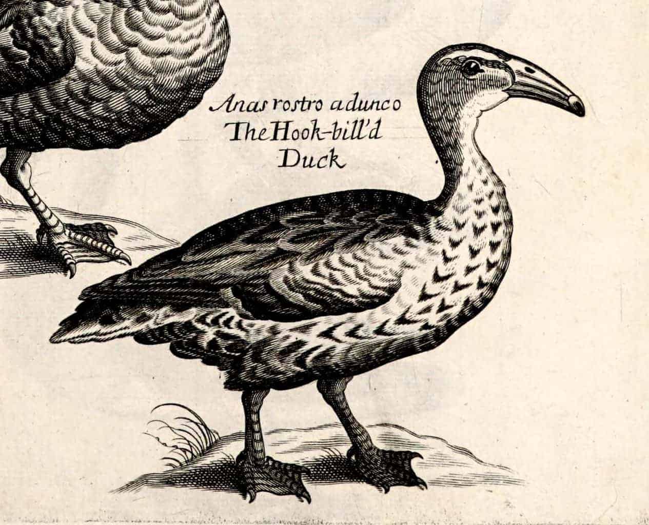 Hook-billed Duck - British Waterfowl Association