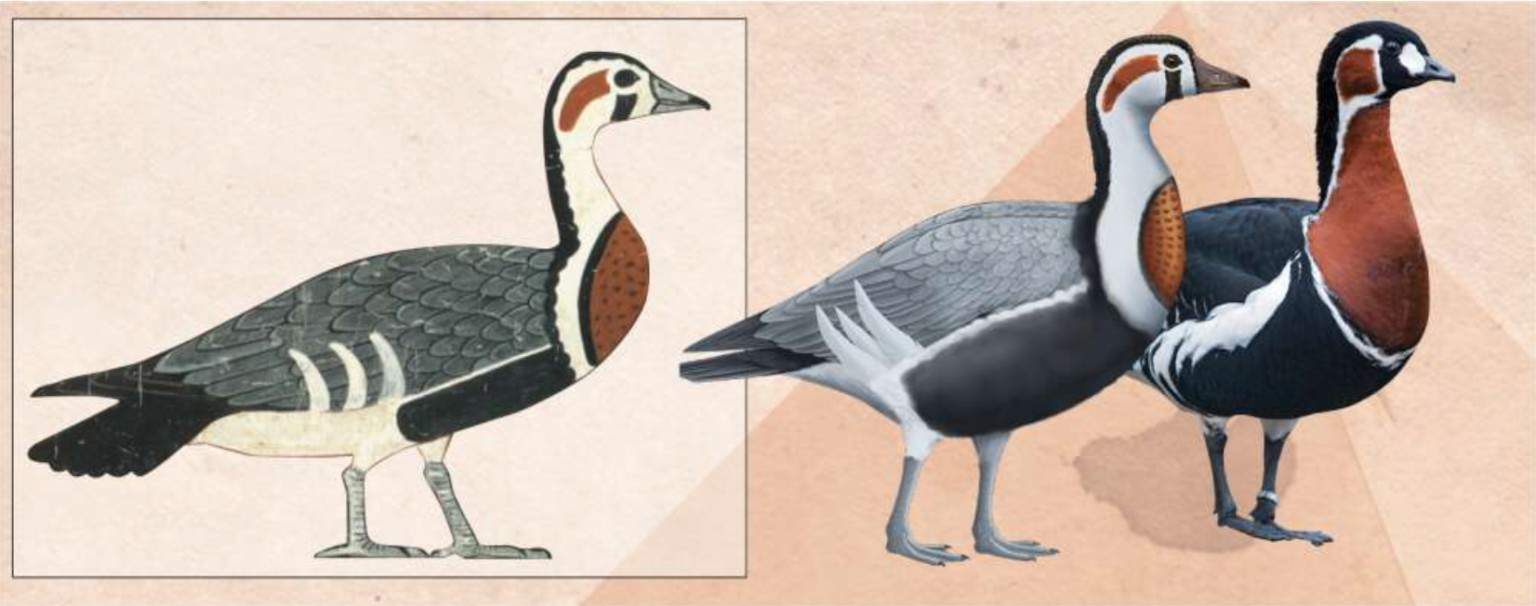 Extinct Species Of Goose Identified From 'Egypt's Mona Lisa' - British ...