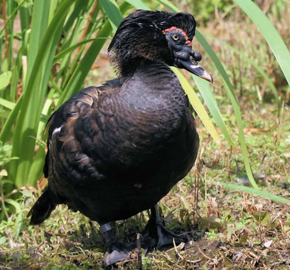 Muscovy (wild) - British Waterfowl Association