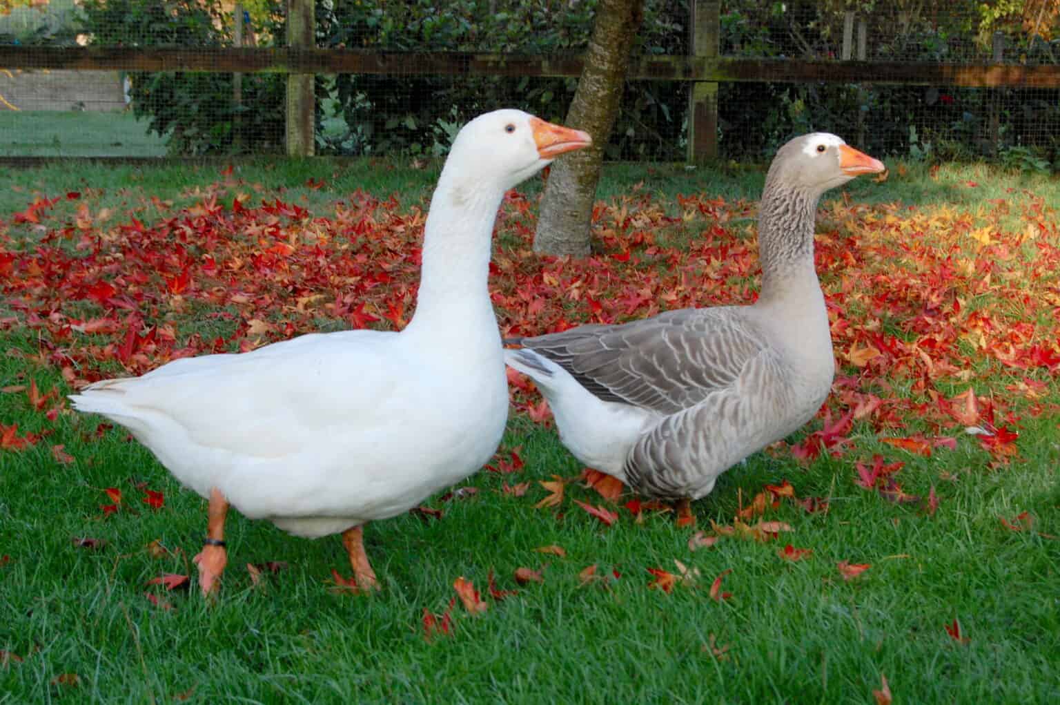 Pilgrim Goose - British Waterfowl Association