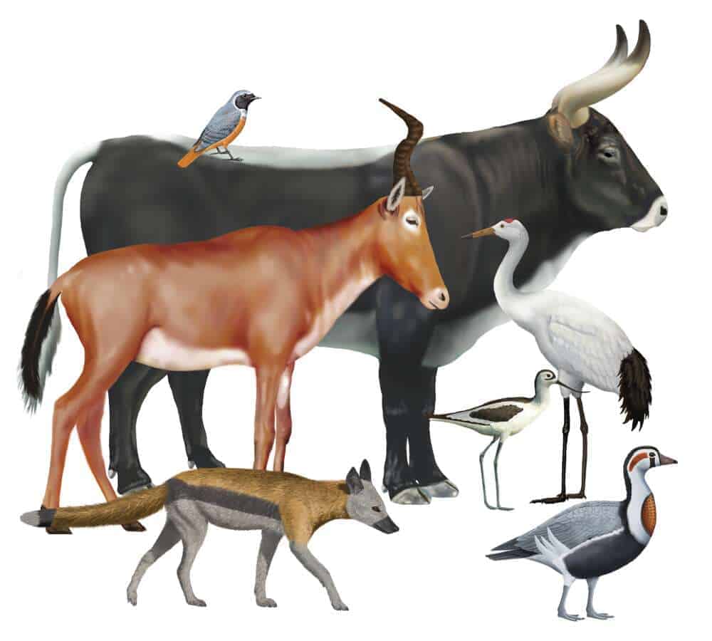 Extinct Species Of Goose Identified From 'Egypt's Mona Lisa' - British ...