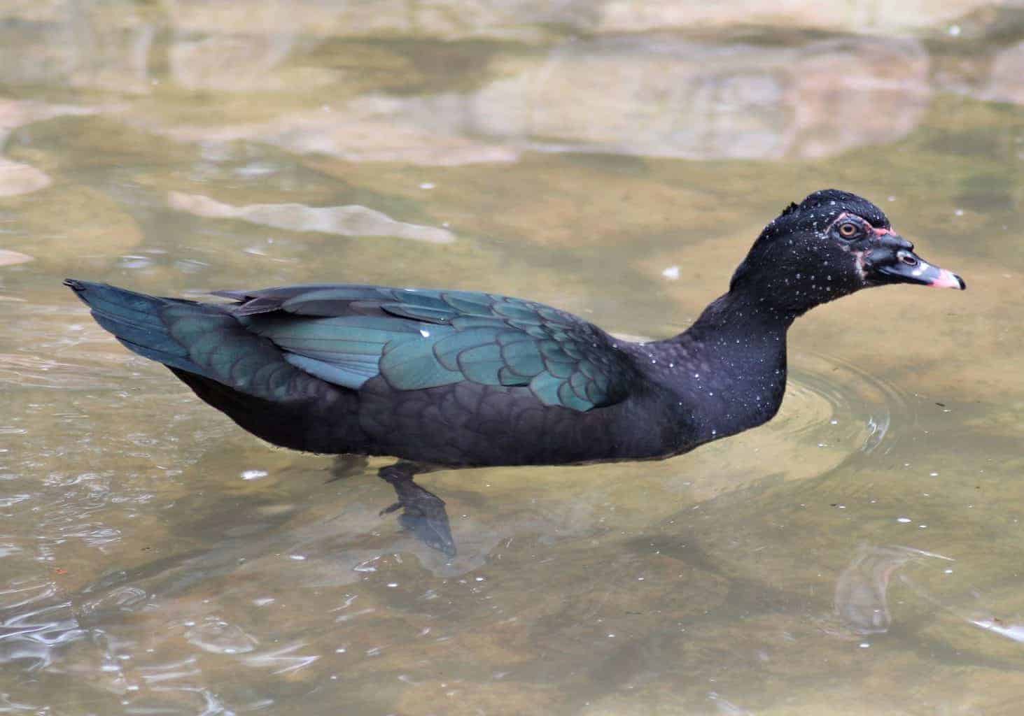 Muscovy (wild) - British Waterfowl Association