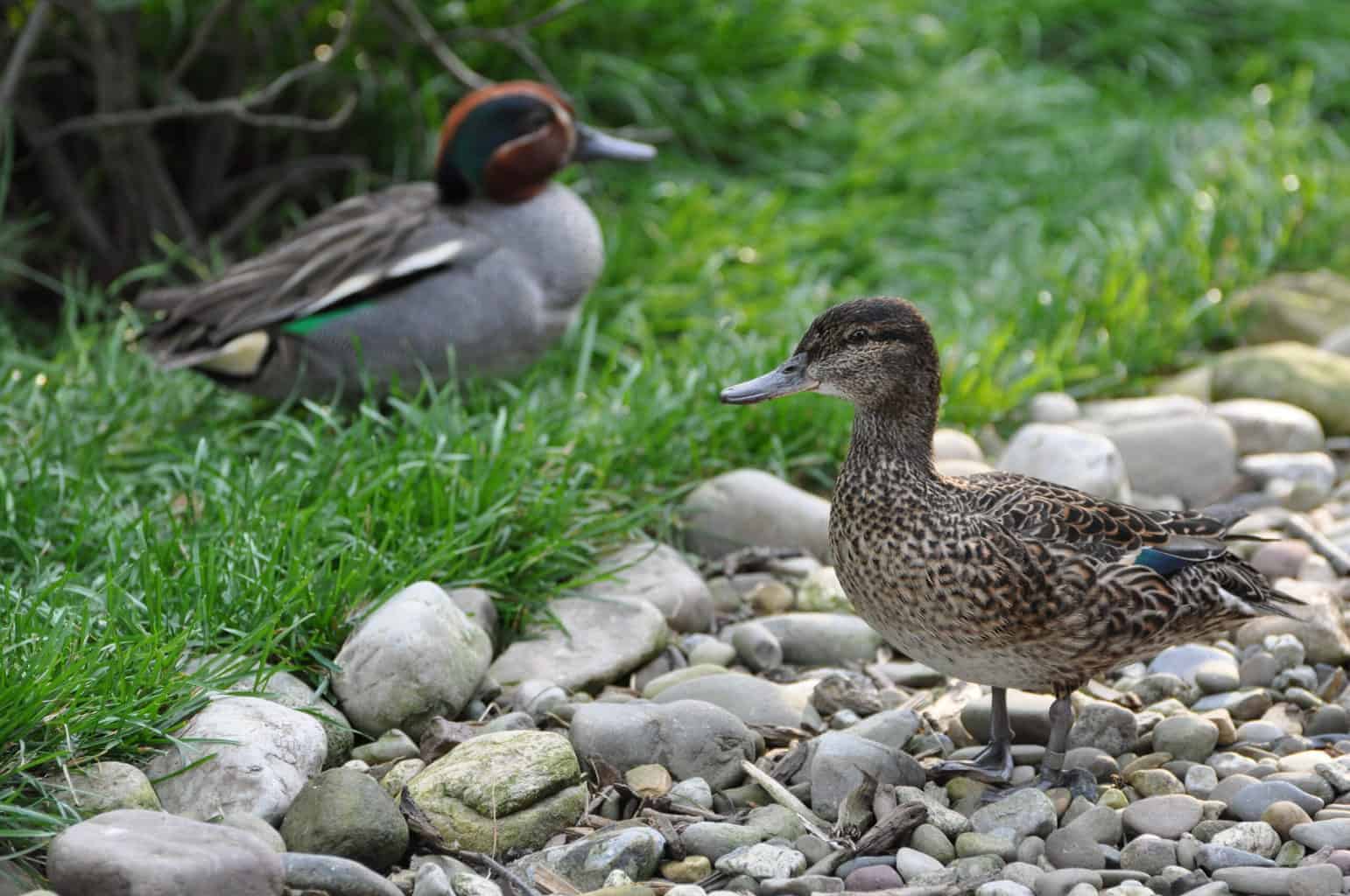 Eurasian Teal - British Waterfowl Association
