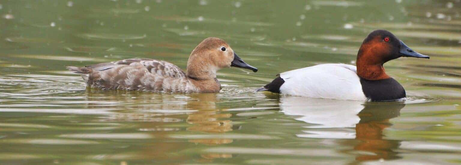 Canvasback - British Waterfowl Association