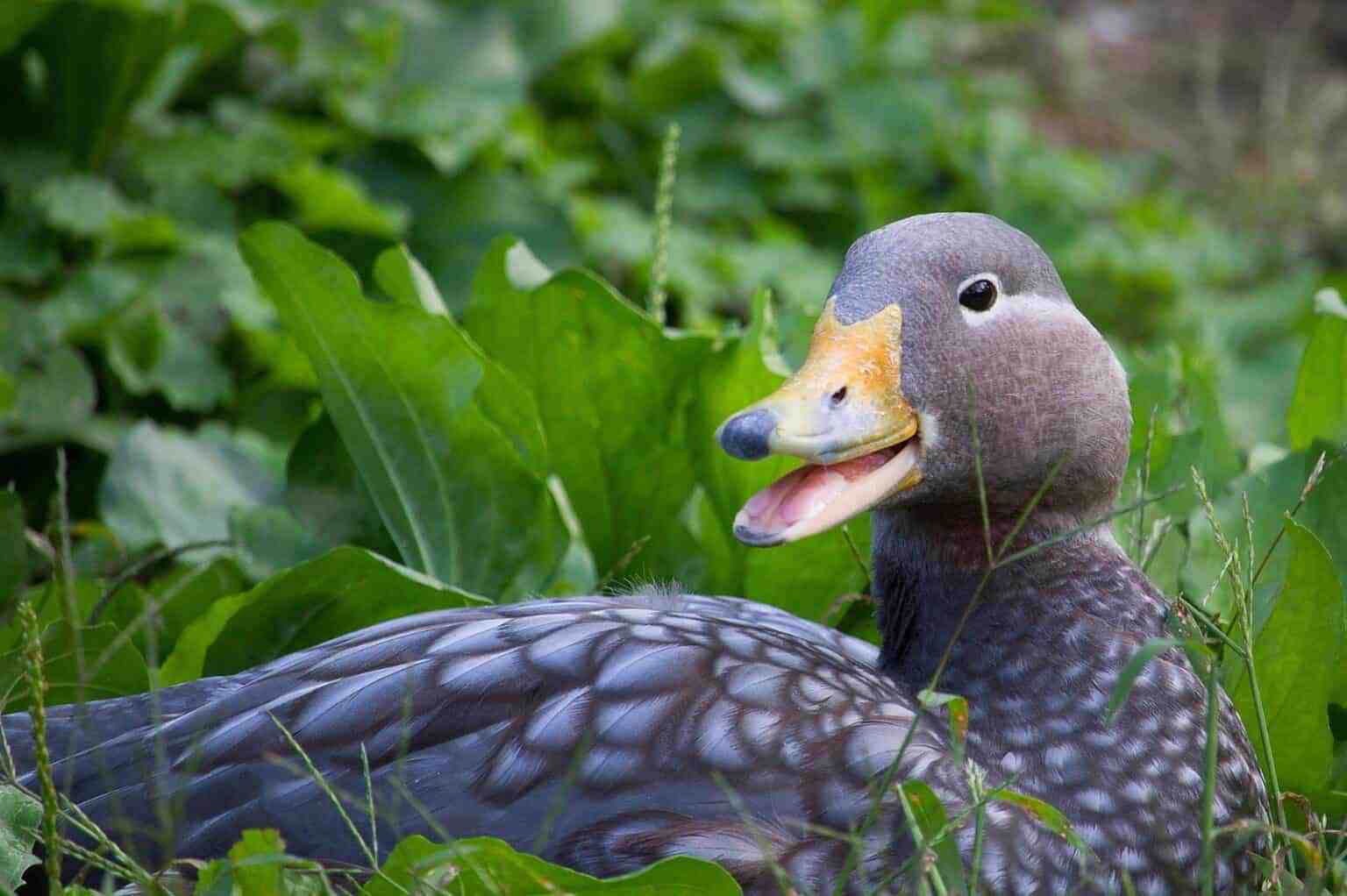 Flying Steamerduck - British Waterfowl Association