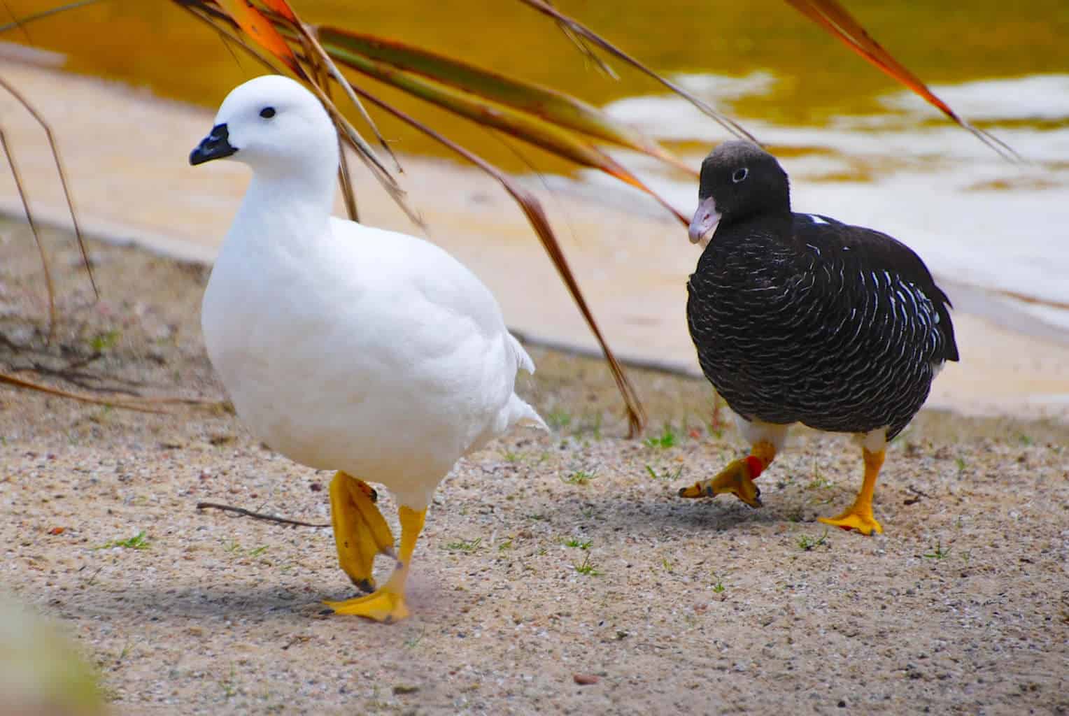 Kelp Goose - British Waterfowl Association