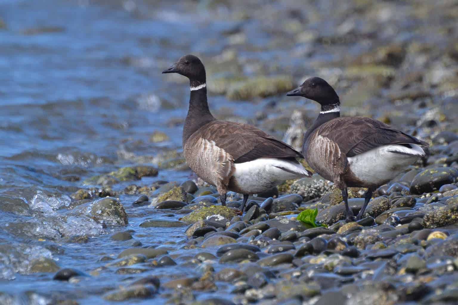 Brant Goose - British Waterfowl Association