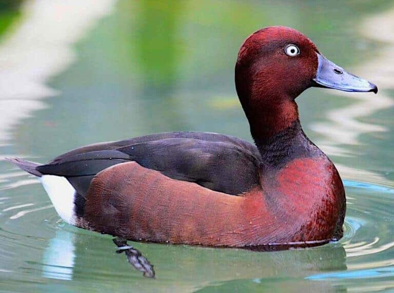 Ferruginous Duck - British Waterfowl Association
