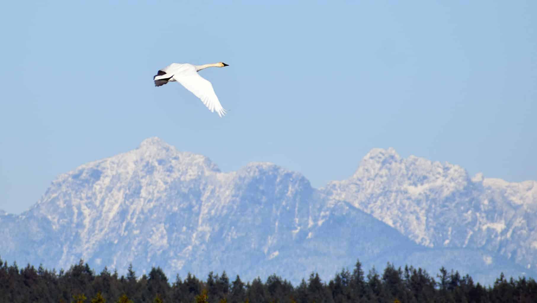 Trumpeter Swan - British Waterfowl Association