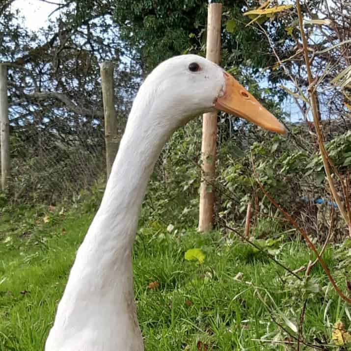 BWA British Waterfowl Association — UK charity no 263156