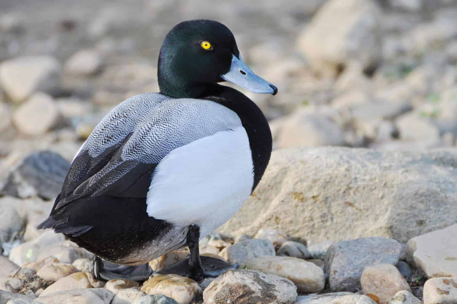 Greater Scaup - British Waterfowl Association